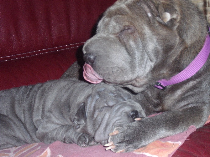 Accueil - Elevage De La Sagesse Des Plissés - eleveur de chiens Shar Pei